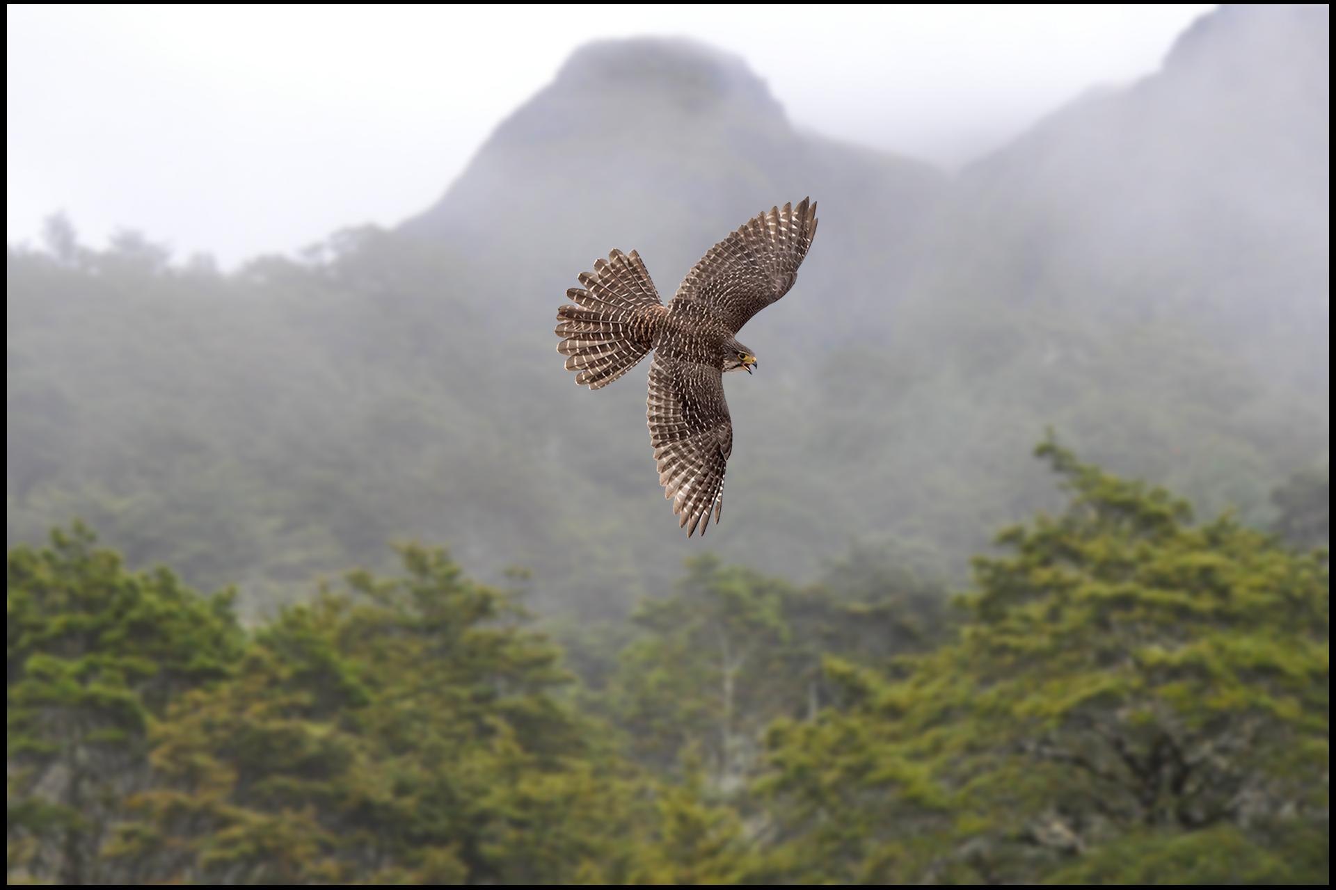 Karearea | Stravon Hunting