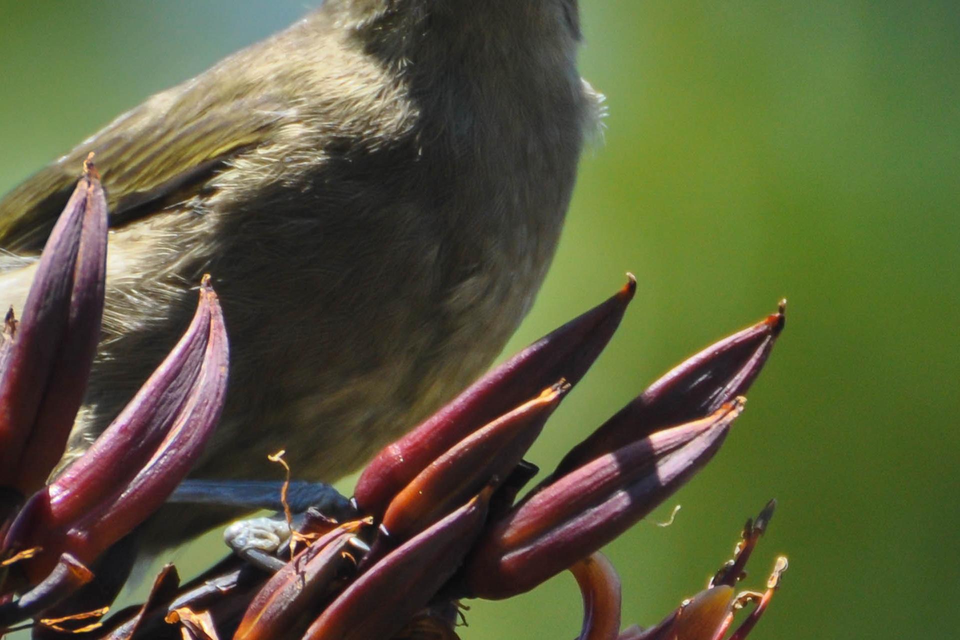 Korimako | Stravon Hunting