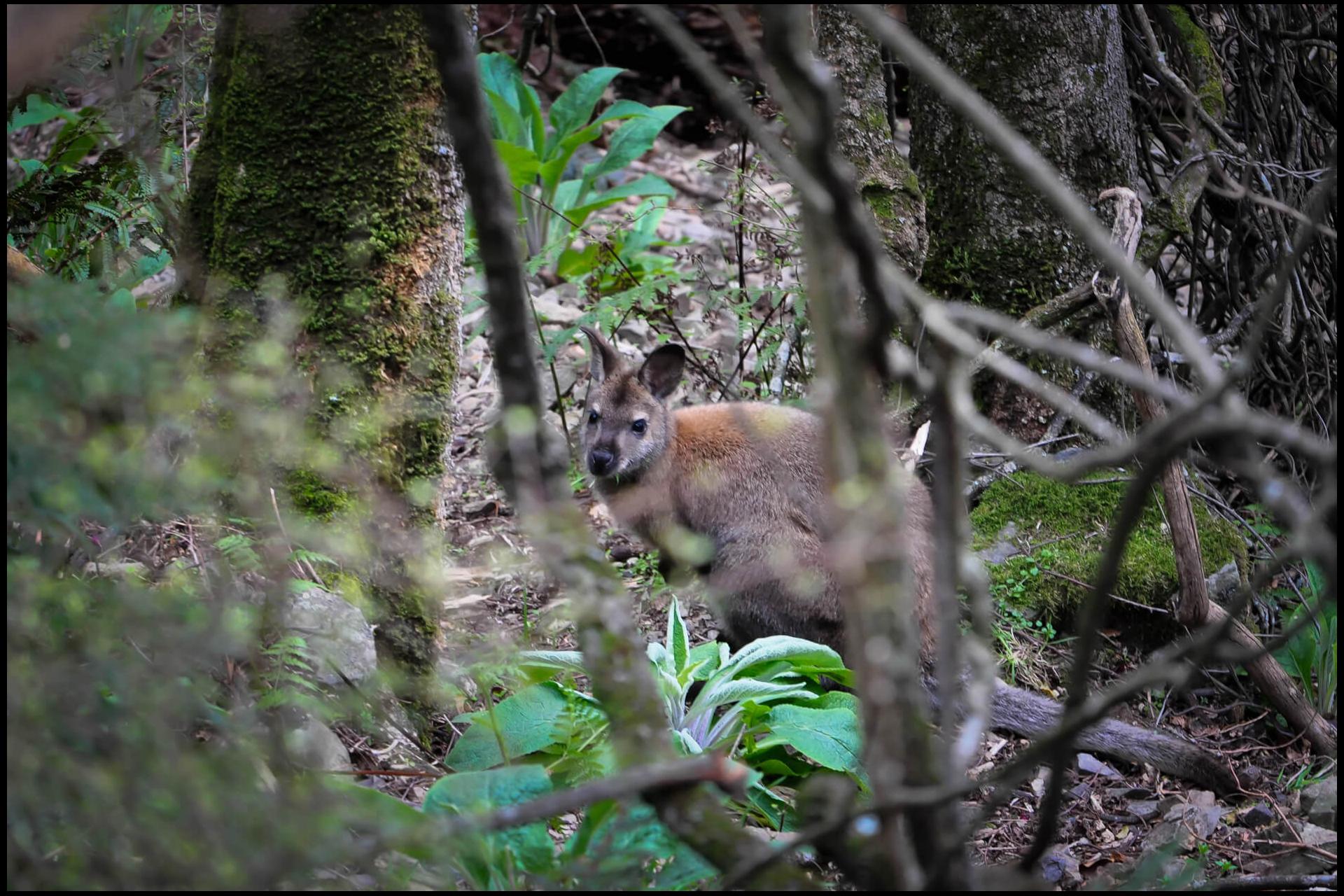 Wallaby | Stravon Hunting